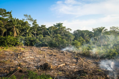 The Congo Basin – NICFI