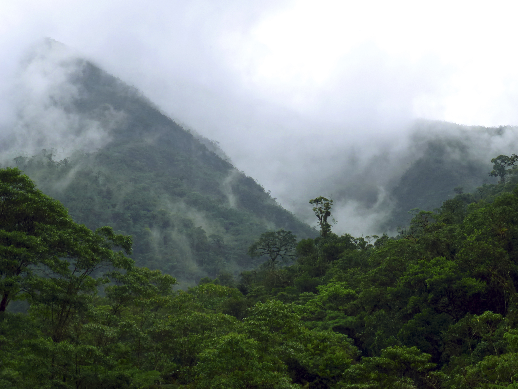 Peru – NICFI