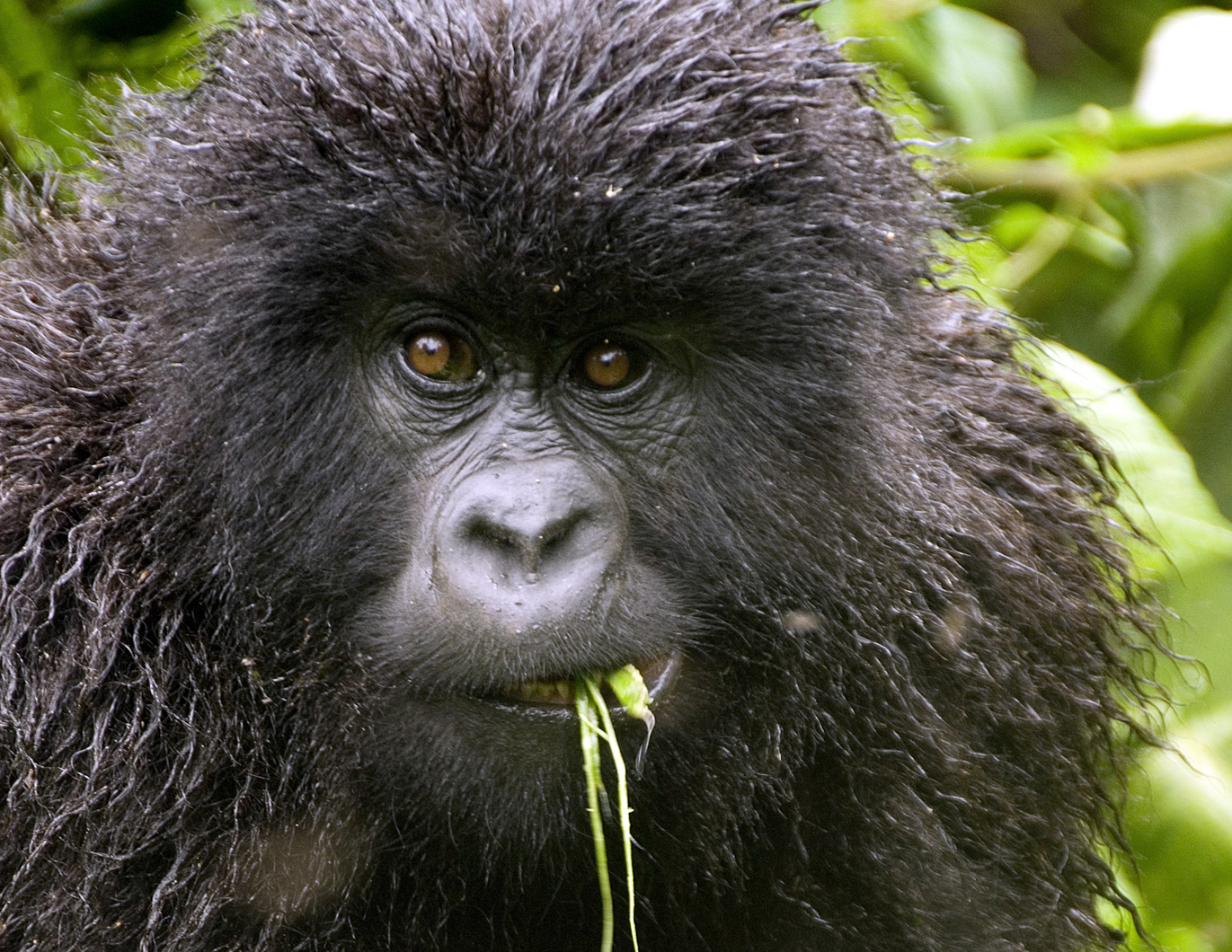 The Congo Basin – NICFI