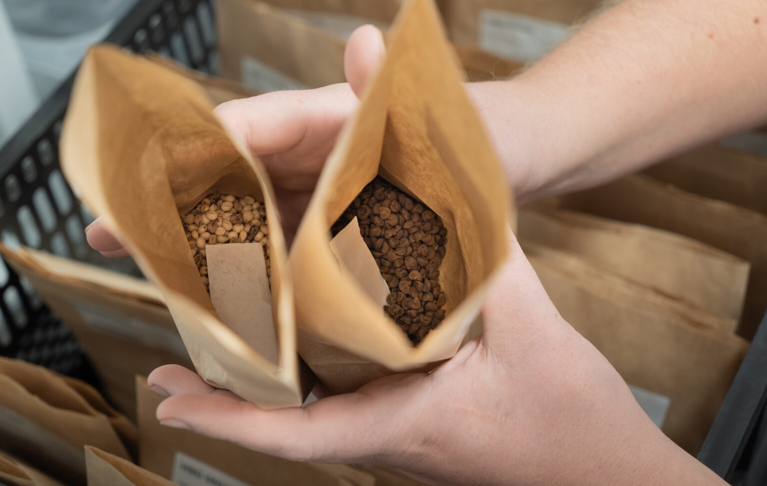 October 2024: Arrival of more than 30,000 new seeds – A continuation of ...