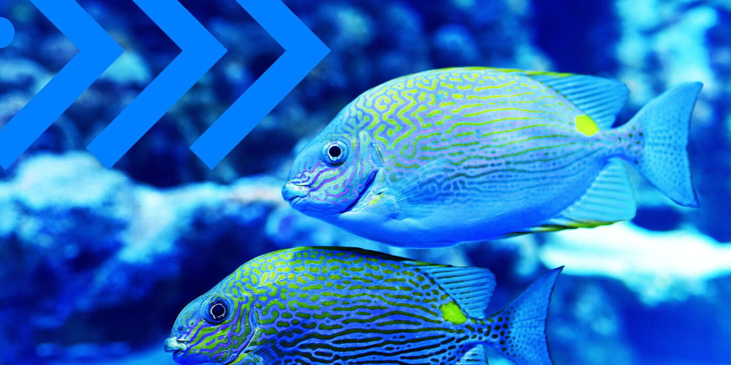 Contact – Blue Justice