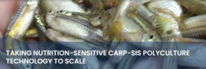 WorldFish Promoting Nutrition-Sensitive Aquaculture in India through ...
